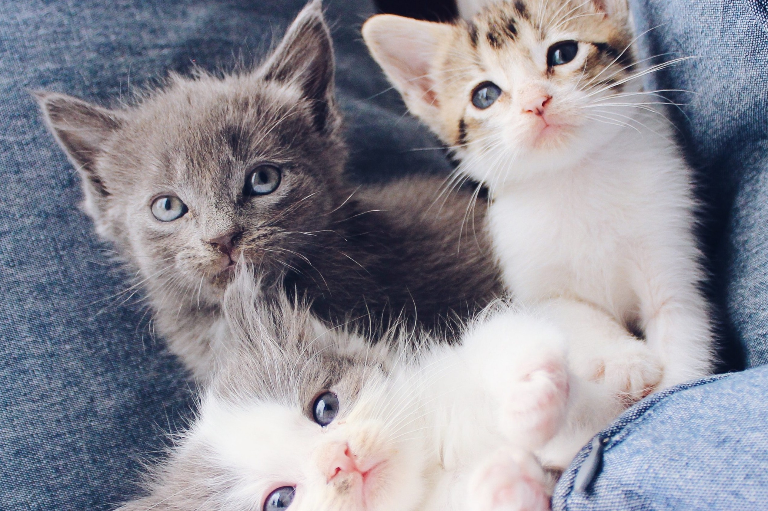 A tudósok megfejtették a macskák arckifejezéseit | Ridikül