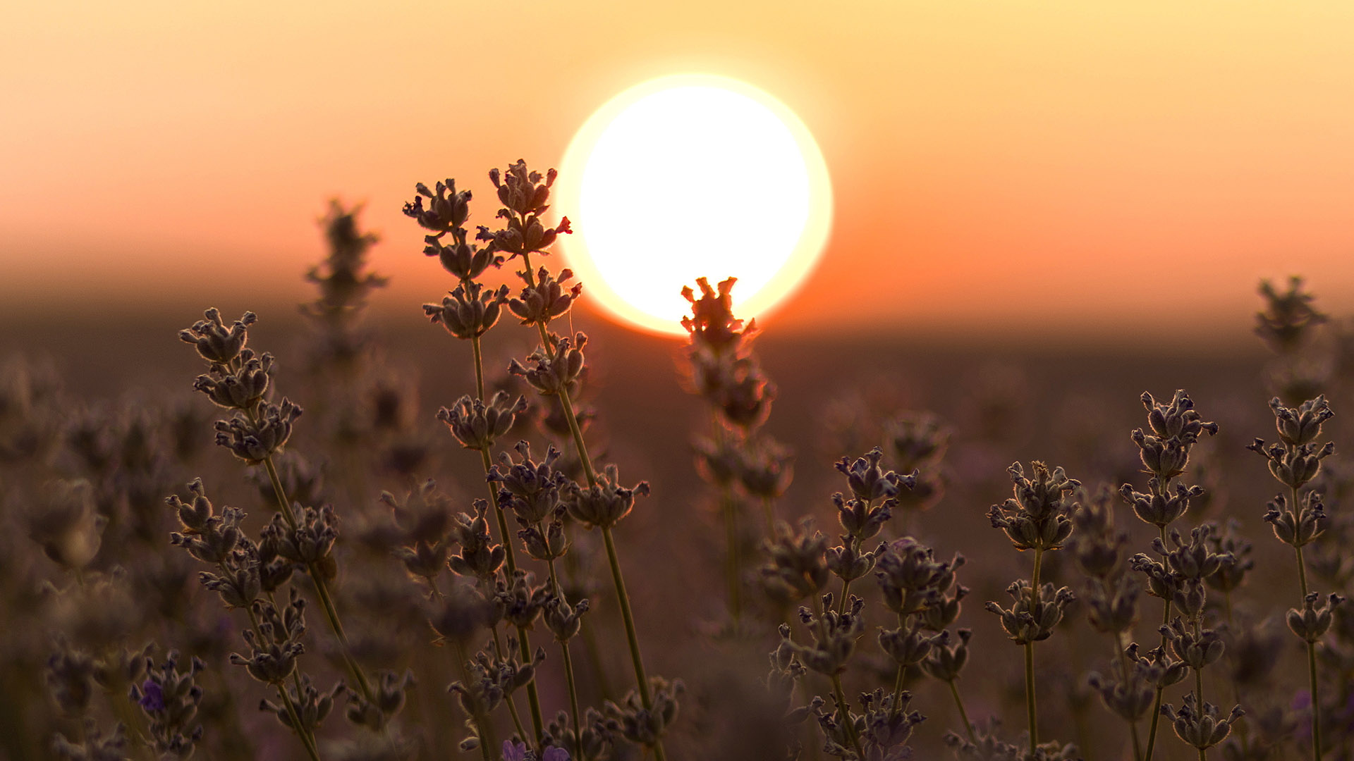 Hajnal-táj | MédiaKlikk