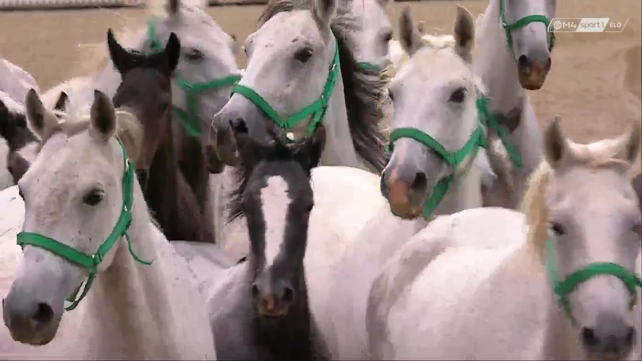 Méneshajtás – Szilvásváradi ménes | MédiaKlikk