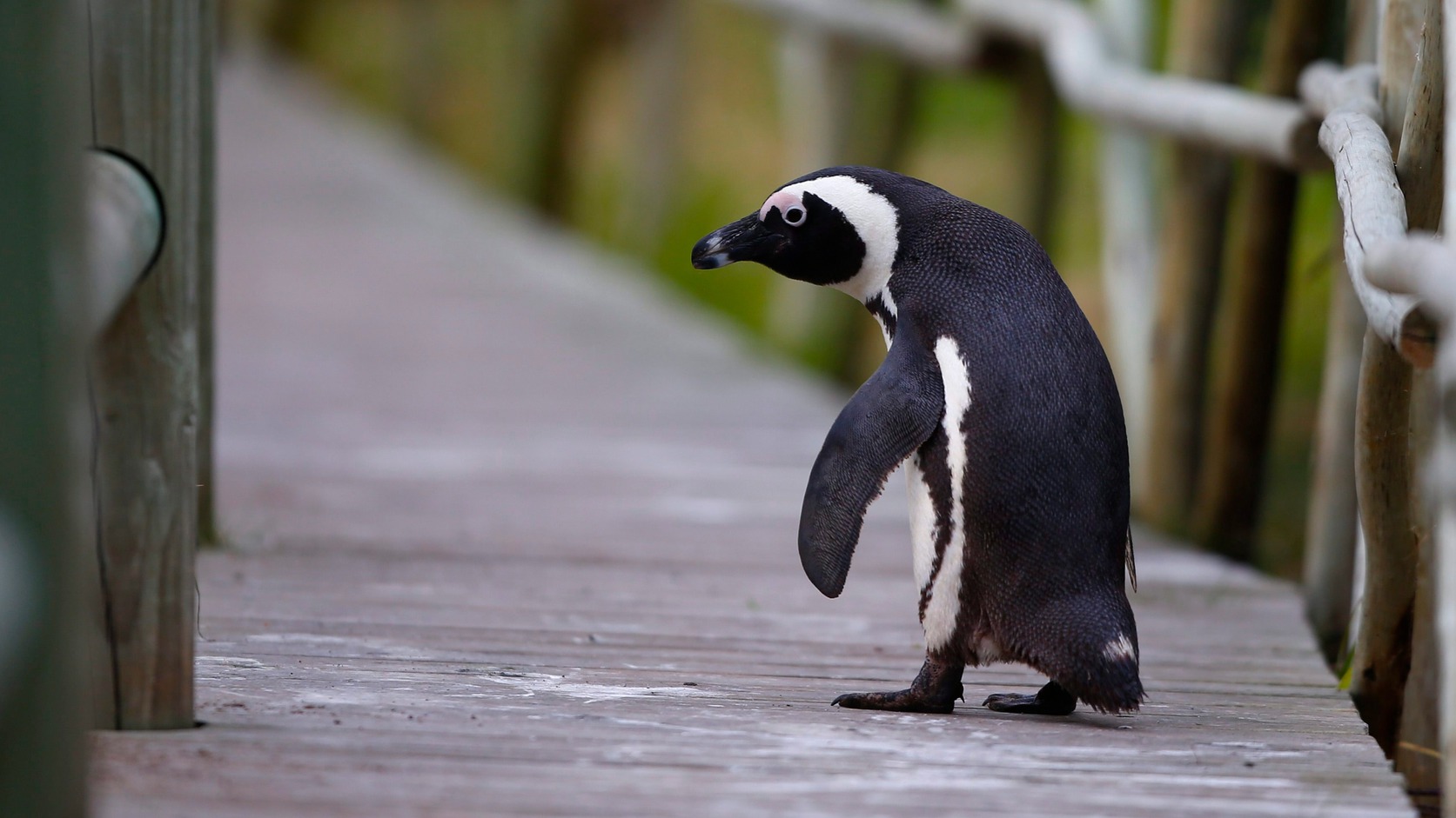 Kihalás szélére kerülhetnek az afrikai pingvinek | hirado.hu
